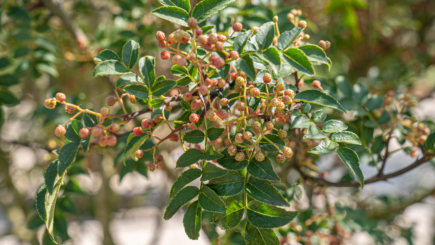 Zanthoxylum piperitum | TreeEbb | Online bomenzoektool | Boomkwekerij Ebben