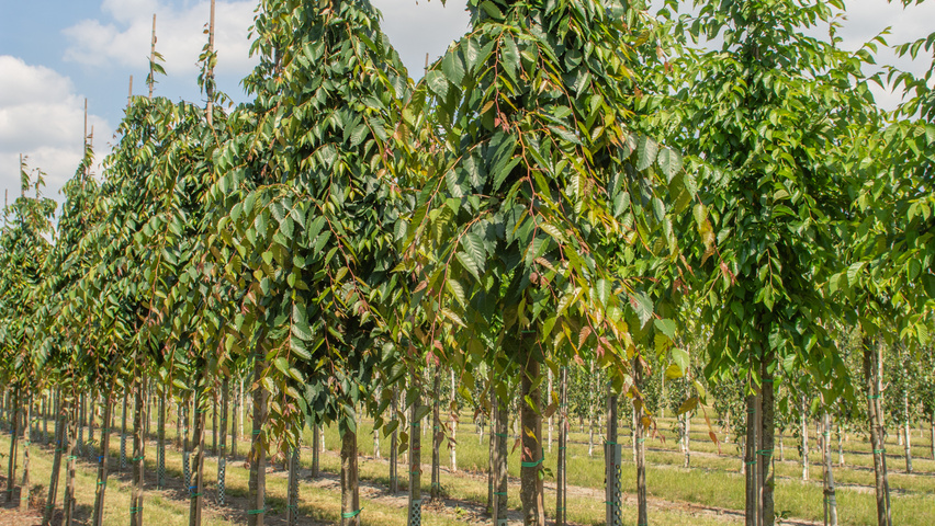 Zelkova serrata 'Urban Ruby' | TreeEbb | Online tree-finding tool | Ebben Nurseries