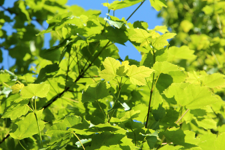 Moodboard Bright green | Baumschule Ebben