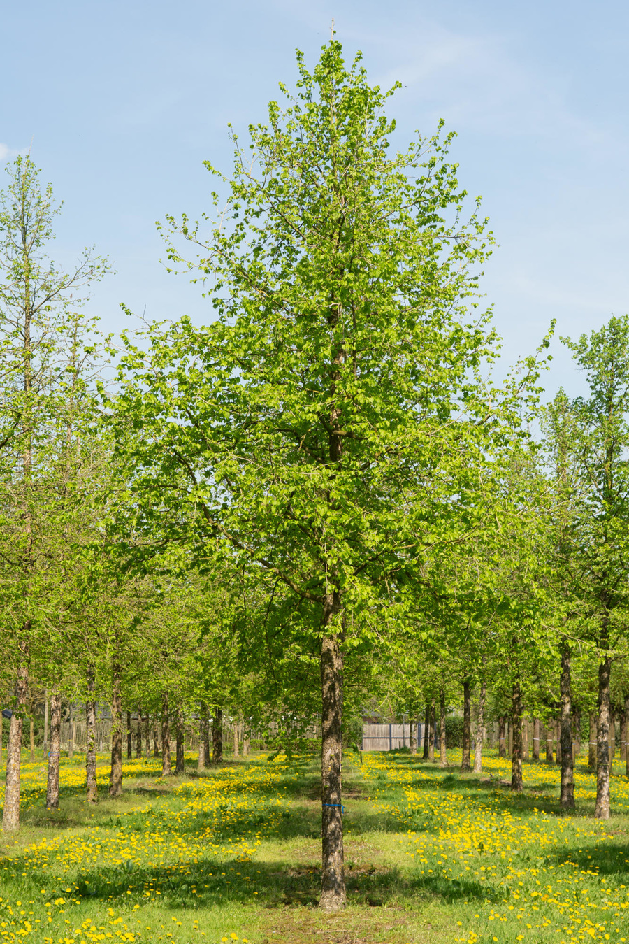 Moodboard No nuts no glory | Baumschule Ebben