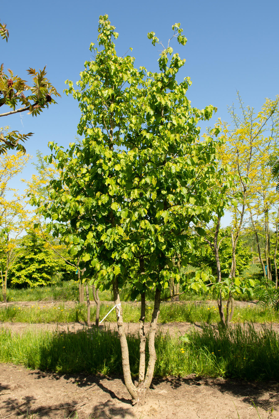 Moodboard No nuts no glory | Baumschule Ebben